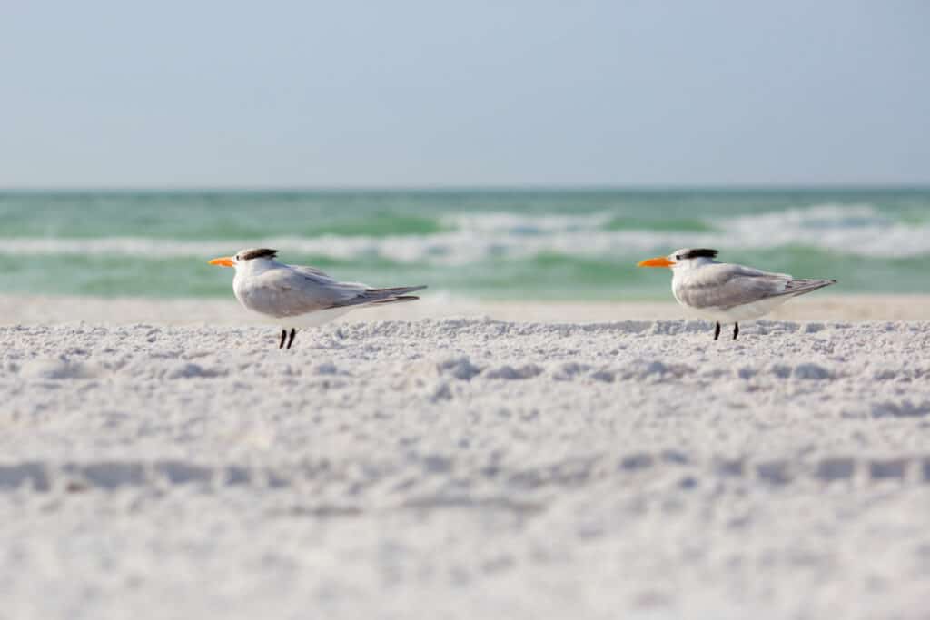 Best Beaches in Siesta Key Florida - Food Fun & Faraway Places Best Beaches in Siesta Key Florida - Food Fun & Faraway Places