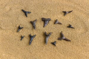 Things to Do in Siesta Key Florida - Food Fun & Faraway Places