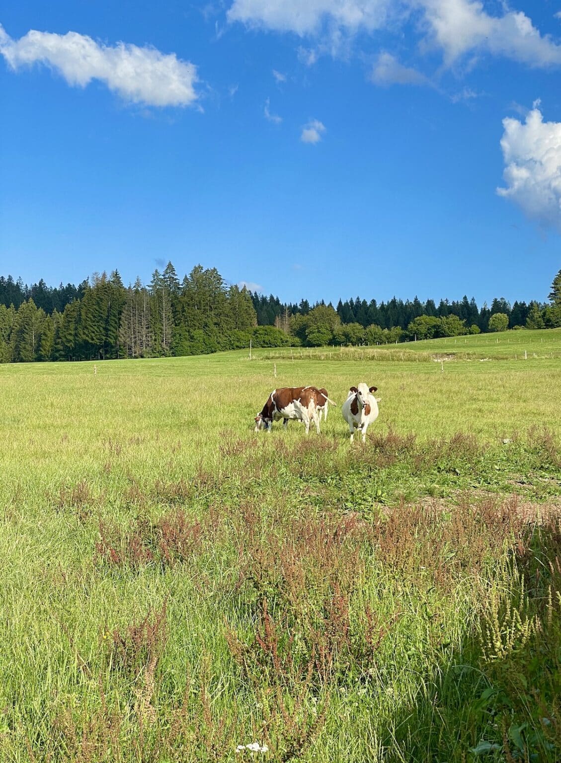 Comté Cheese - Food Fun & Faraway Places