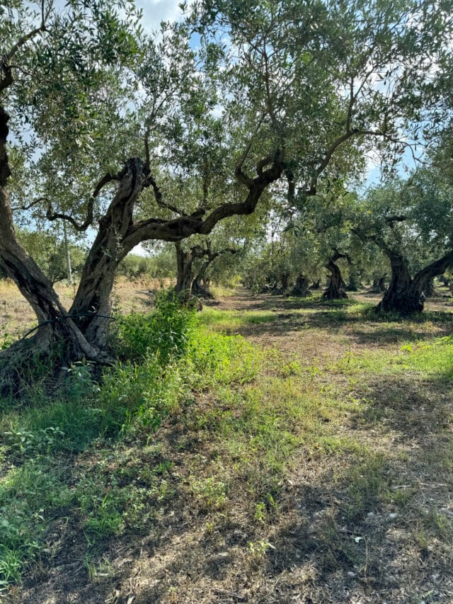 Places to Visit in Sicily - Food Fun & Faraway Places