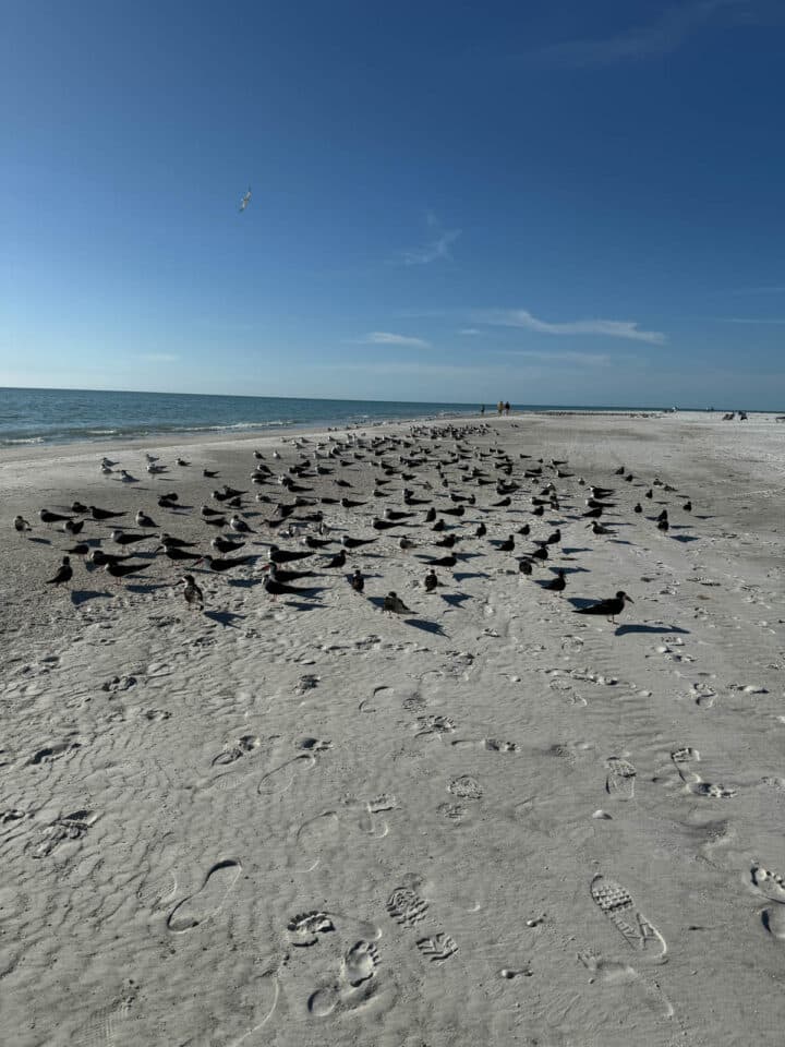 Why You'll Love Longboat Key Florida Beaches - Food Reminds of Travel